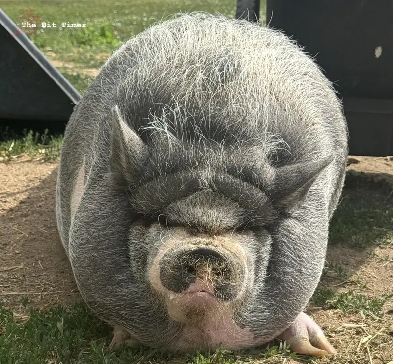 Cardano Founder’s Pig NIKE Sparks Memecoin Craze, Market Cap Nears $1 ...